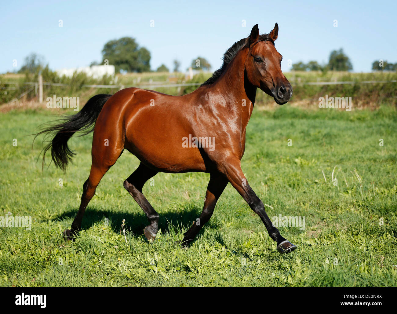 Small horse, brown, mare, trotting across a meadow Stock Photo - Alamy