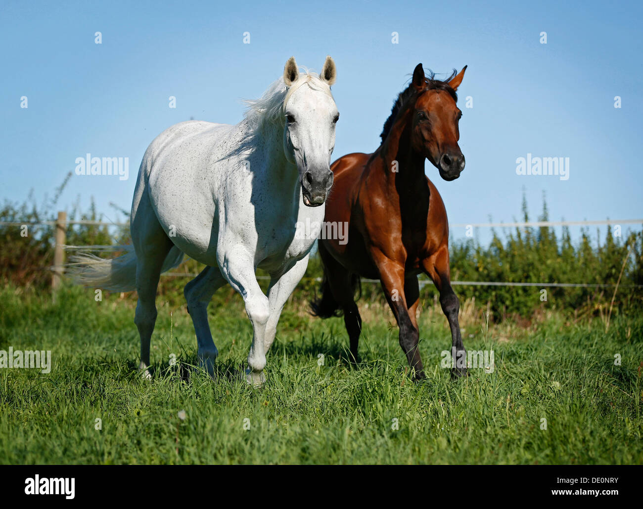Two horses gallop across hi-res stock photography and images - Alamy