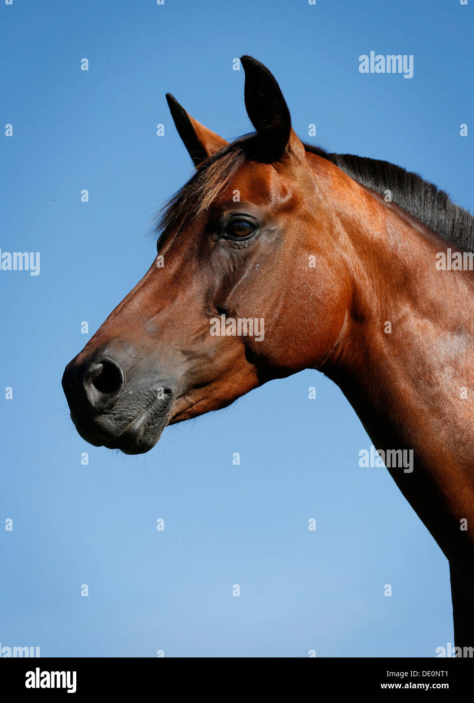 Small horse, brown, mare, portrait Stock Photo - Alamy