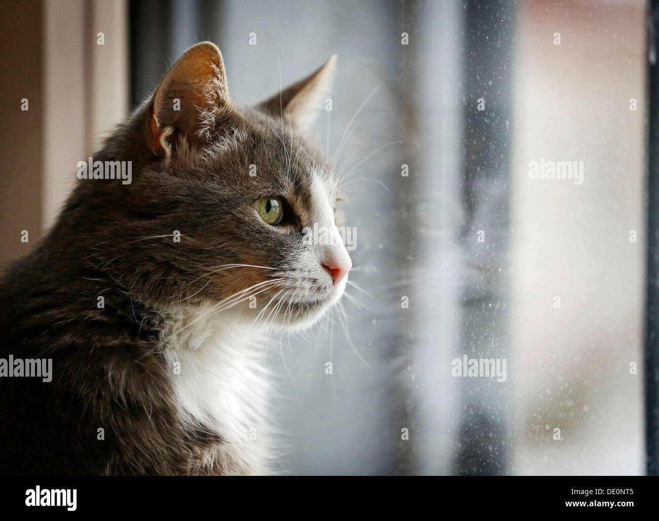 Gray and white cat looking out of a window, portrait Stock Photo - Alamy
