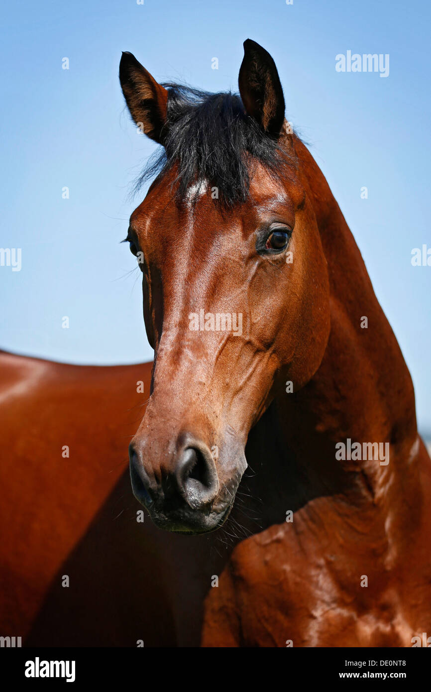 Holsteiner horse, bay gelding, portrait Stock Photo - Alamy