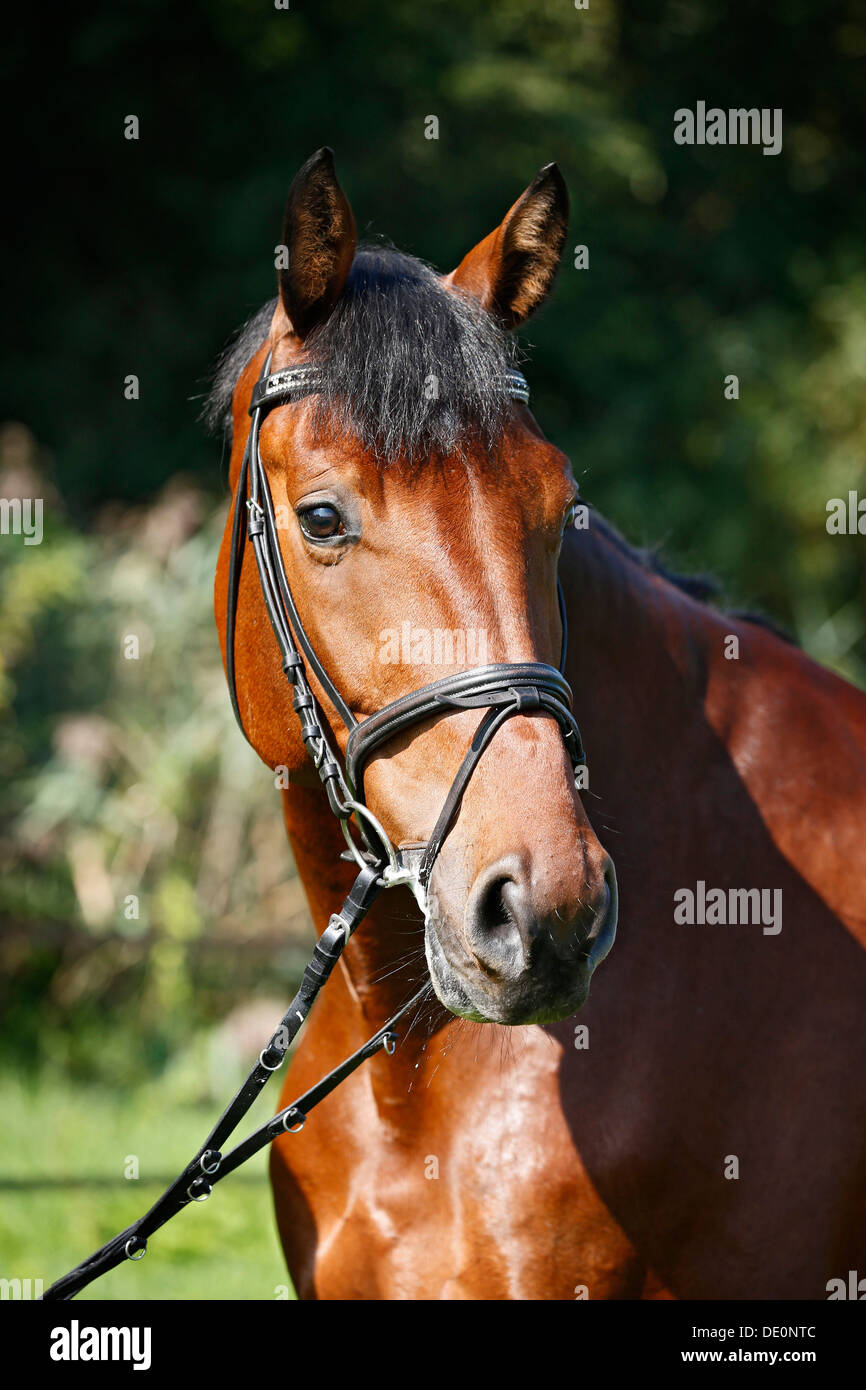 Holsteiner horse, bay gelding, portrait with bridle Stock Photo - Alamy