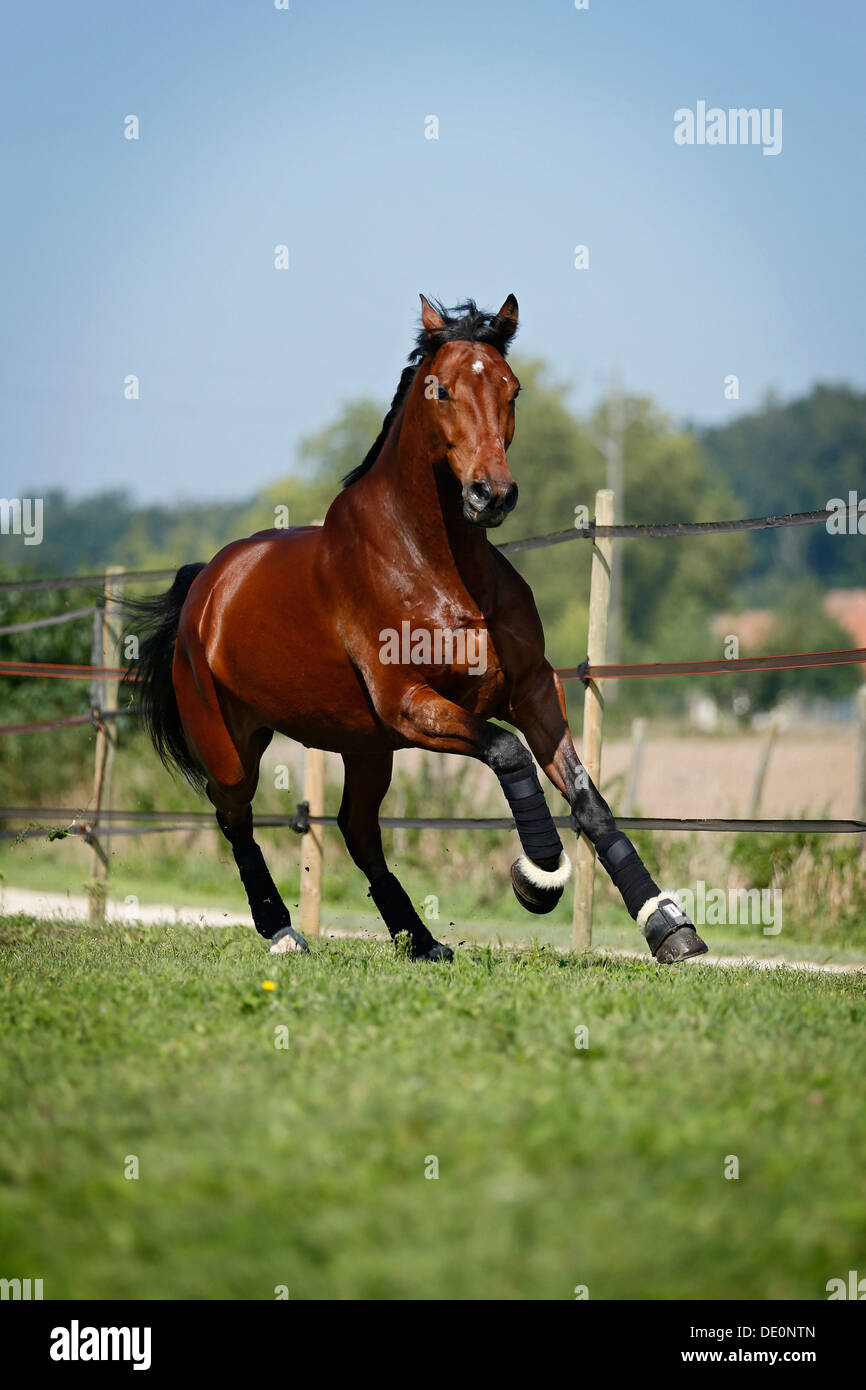 Brown gelding horse running hi-res stock photography and images - Alamy