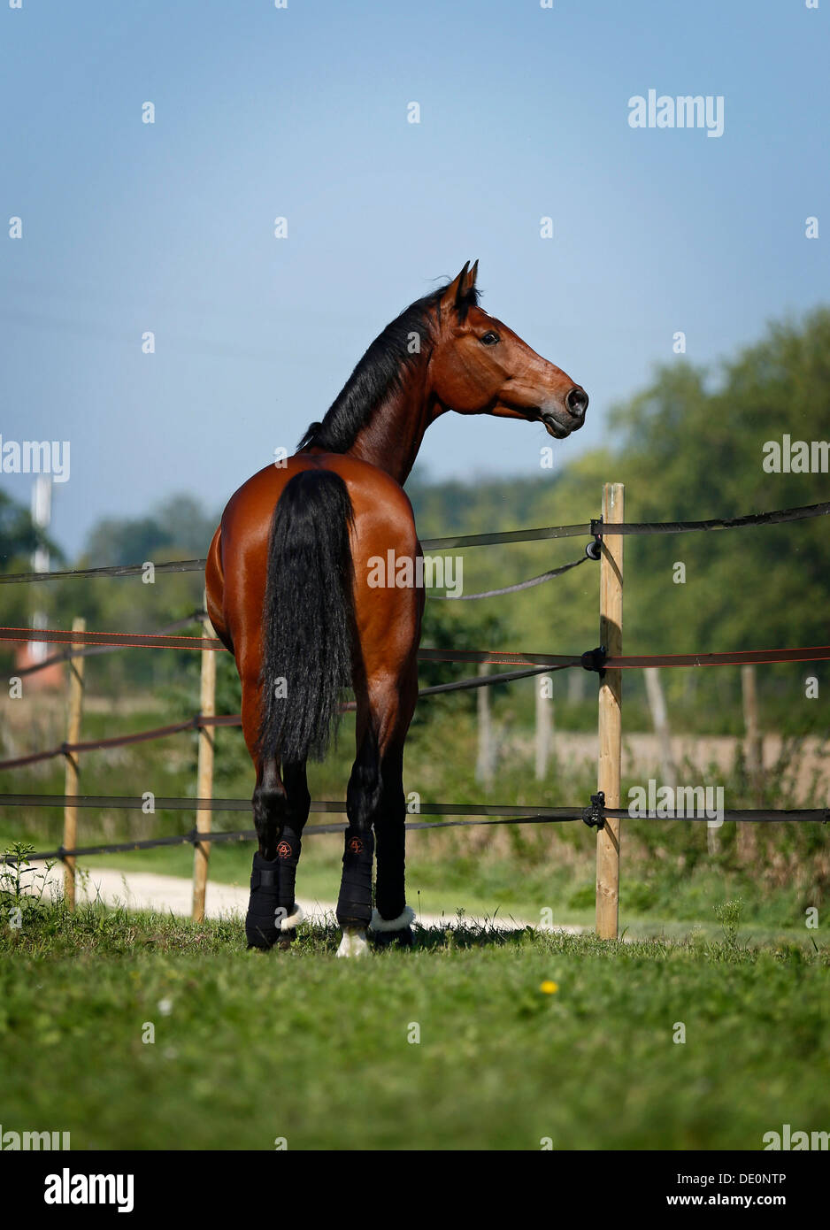 Holsteiner horse, bay gelding, rear view, standing on a meadow Stock ...