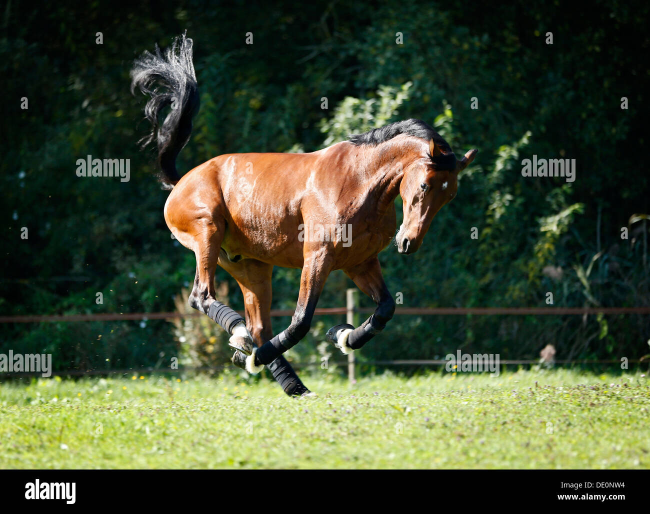 Holsteiner horse, bay gelding, galloping on meadow Stock Photo - Alamy