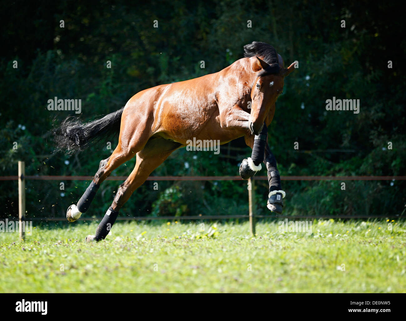 Holsteiner horse, bay gelding, leap-frogging on a meadow Stock Photo ...