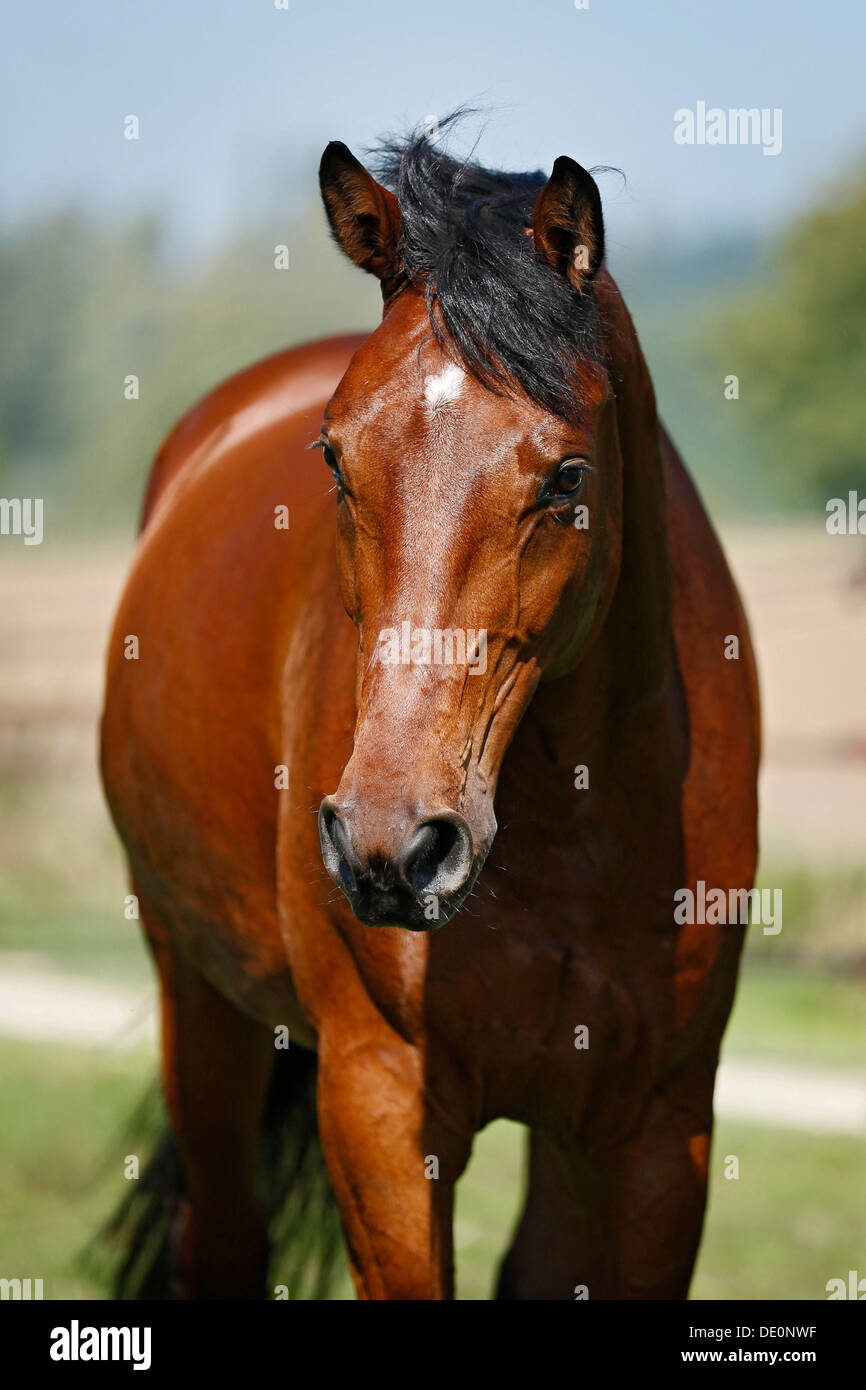 Holsteiner horse, bay gelding Stock Photo - Alamy