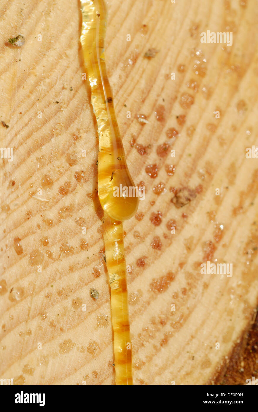 Yellow tree resin dripping from a horizontal cross section of a Scot's ...