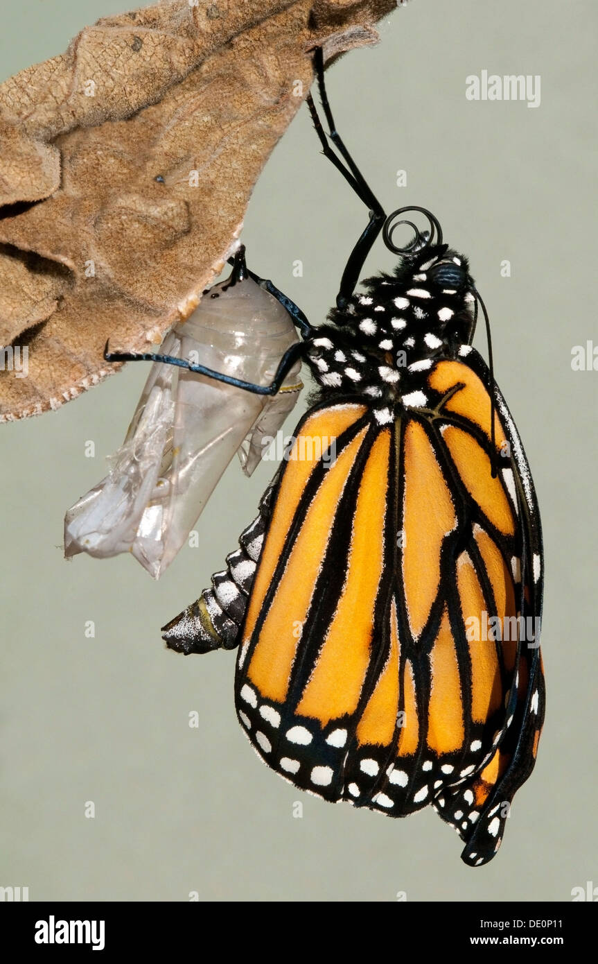 Monarch butterfly chrysalis stages hi-res stock photography and images ...