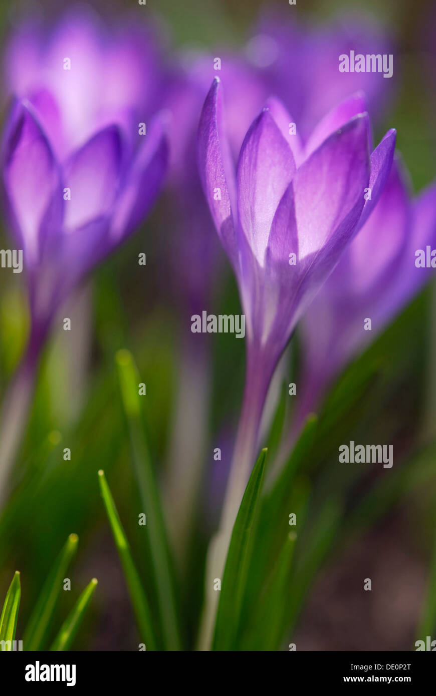Purple crocuses (Crocus sativa, ssp Stock Photo - Alamy