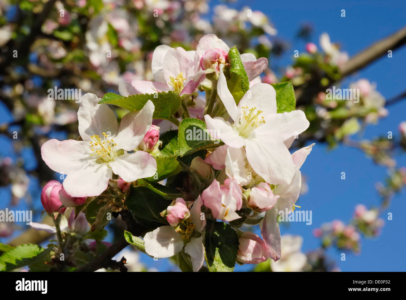 Flowers and buds of an apple tree (Malus spp.) Samerberg, Bavaria Stock ...