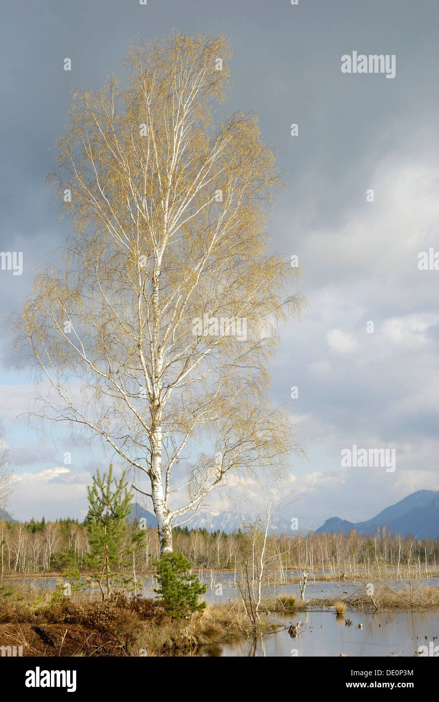 Flowering birch trees (Betula pubescens) in moorland, Nicklheim ...