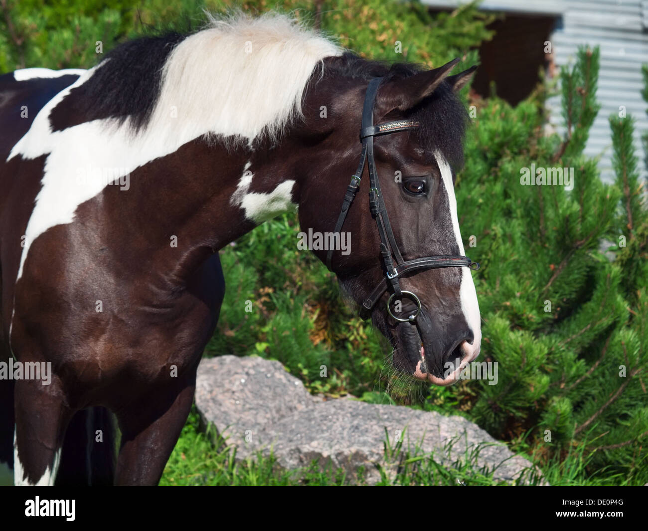 Draft Horse Breed Stock Photos & Draft Horse Breed Stock Images - Alamy