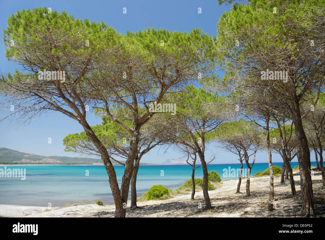 Anna pine hi-res stock photography and images - Alamy