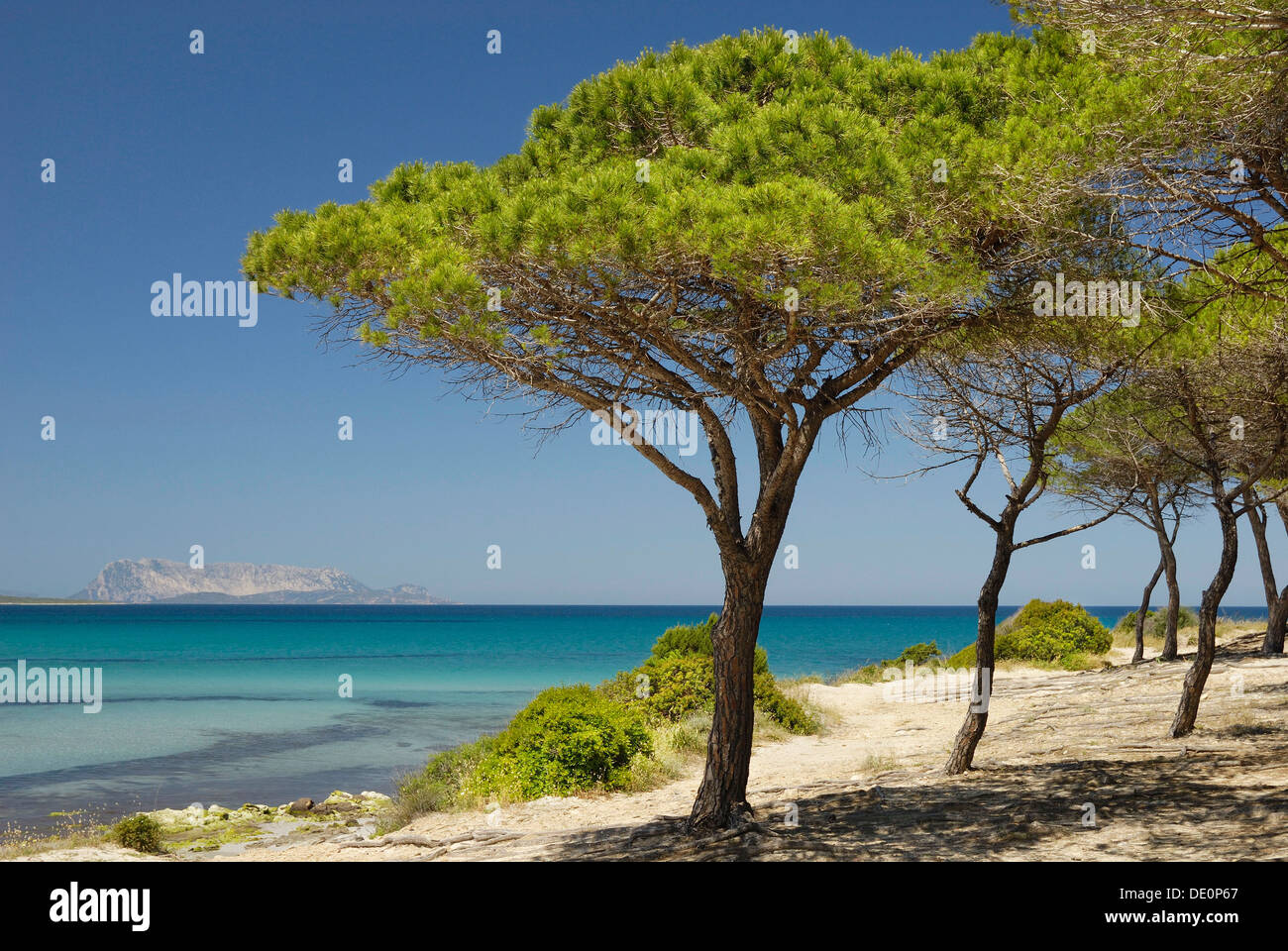 Anna pine hi-res stock photography and images - Alamy