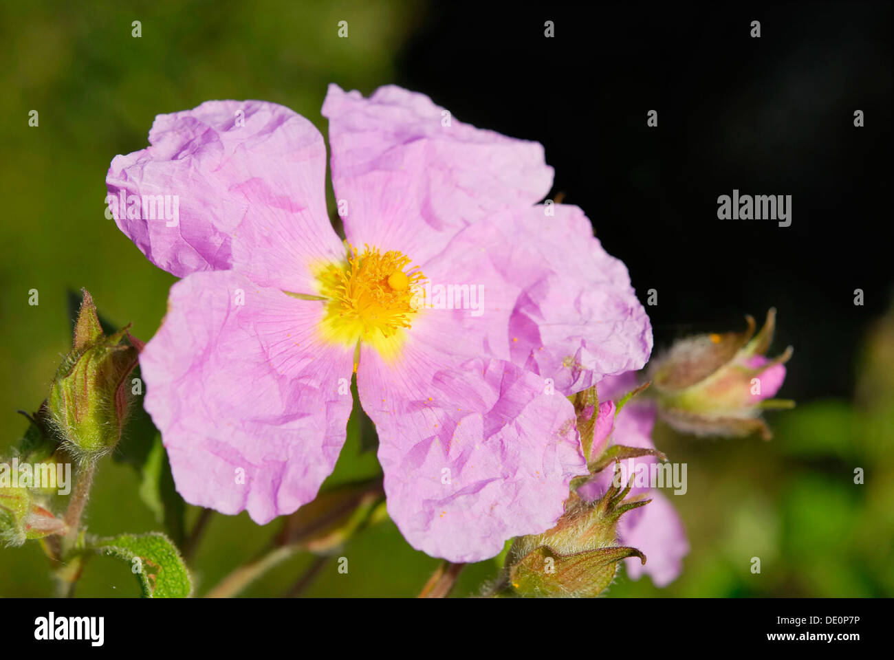 Cretan rock rose (Cistus creticus L.), Sardinia, Italy, Europe Stock ...