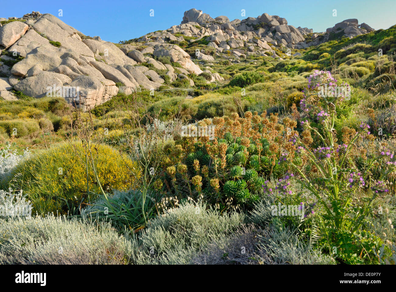 Broom spurge hi-res stock photography and images - Alamy