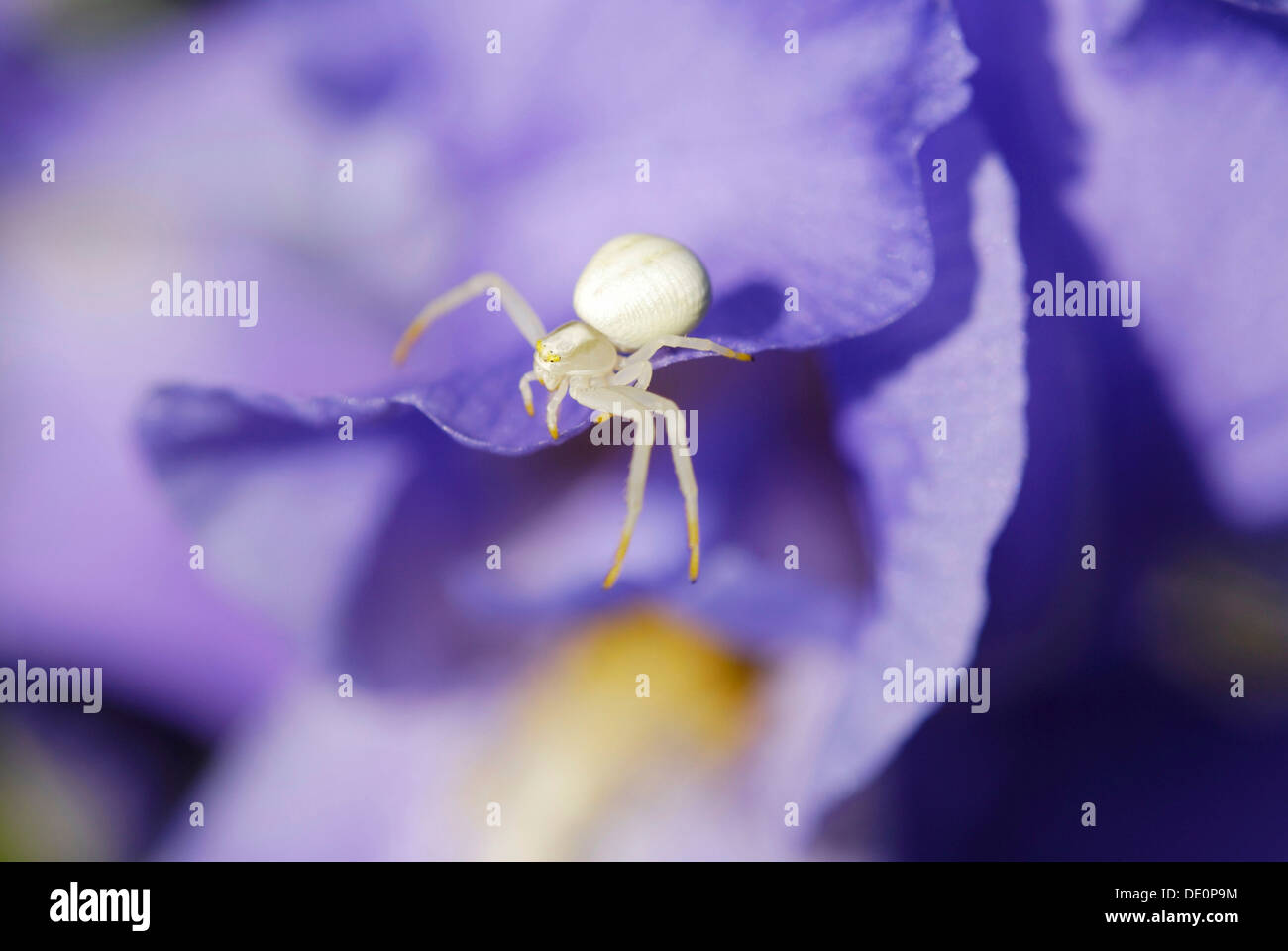 White crab spider (Thomisidae) on blue Iris Flower (Iris barbata sp ...