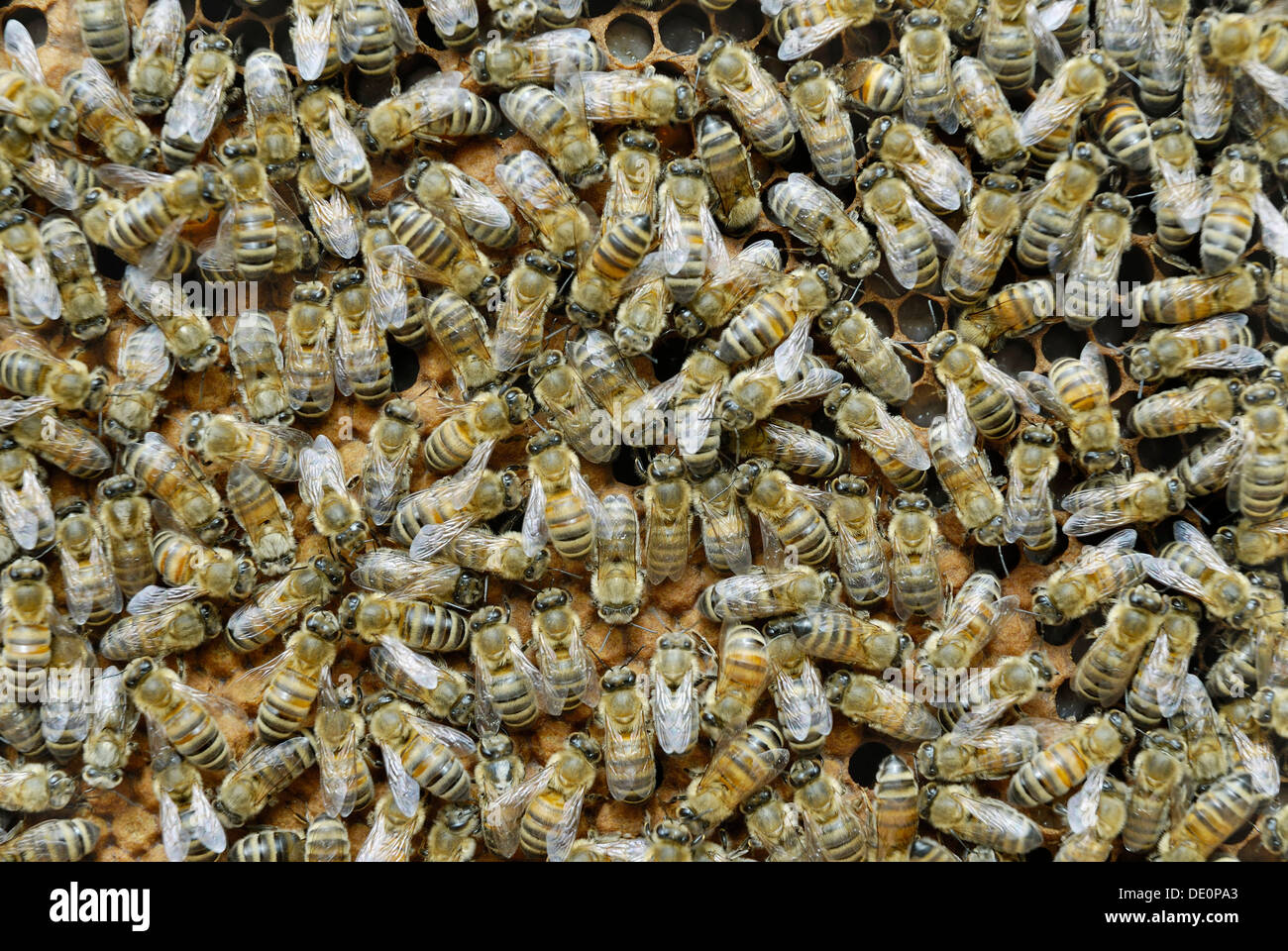 Brood areas hi-res stock photography and images - Alamy