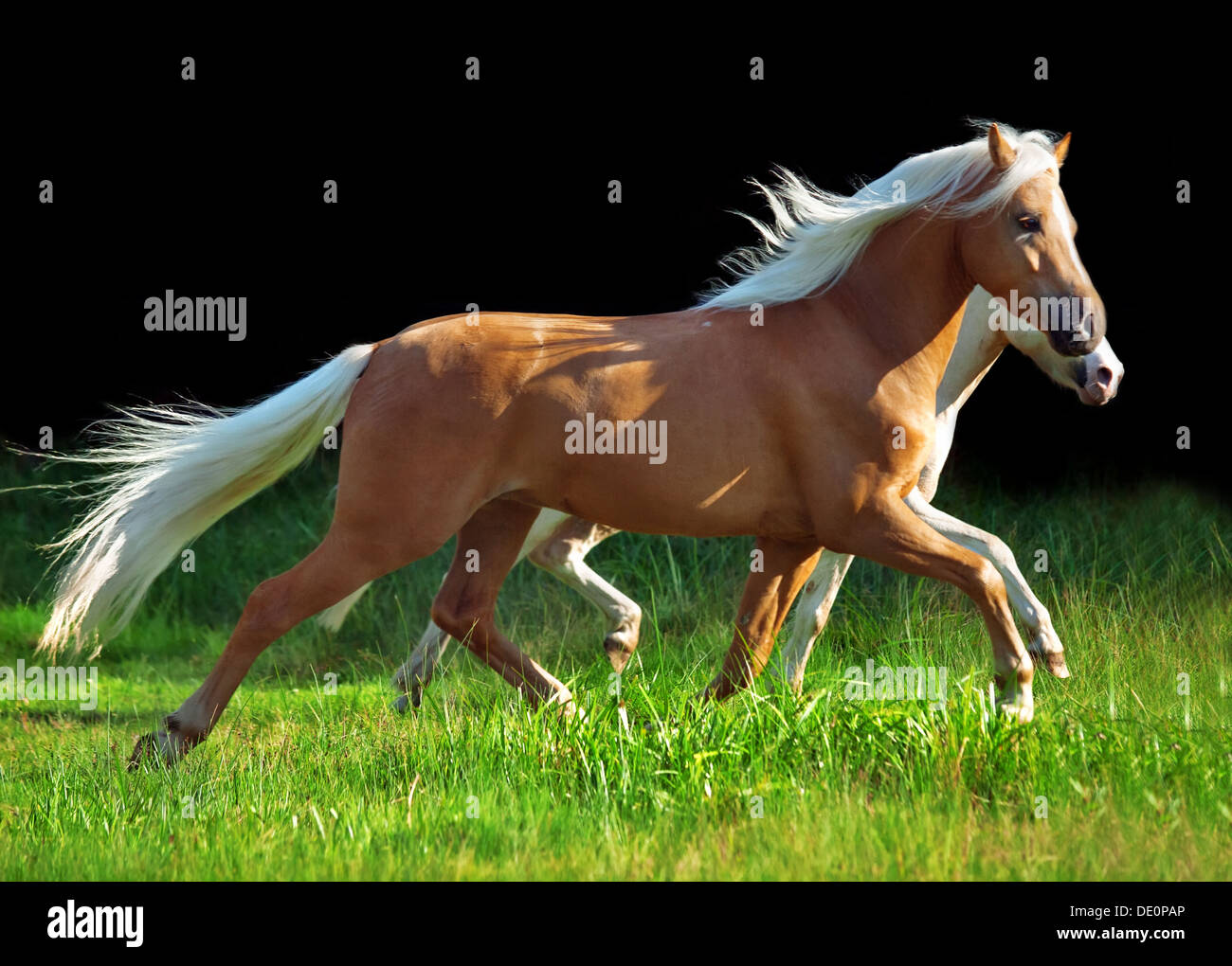 Galoping horse hi-res stock photography and images - Alamy