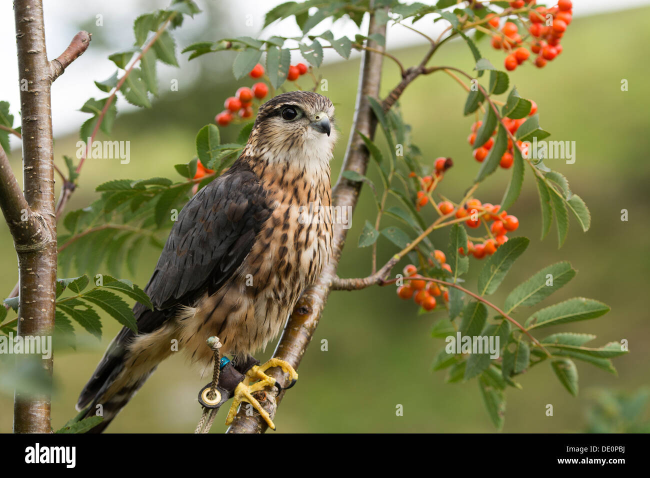 Merlin bird hi-res stock photography and images - Alamy