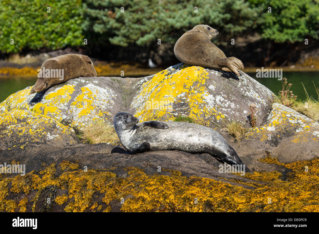 Grey seals (Halichoerus grypus), Bantry Bay, Cork, Ireland, Europe ...