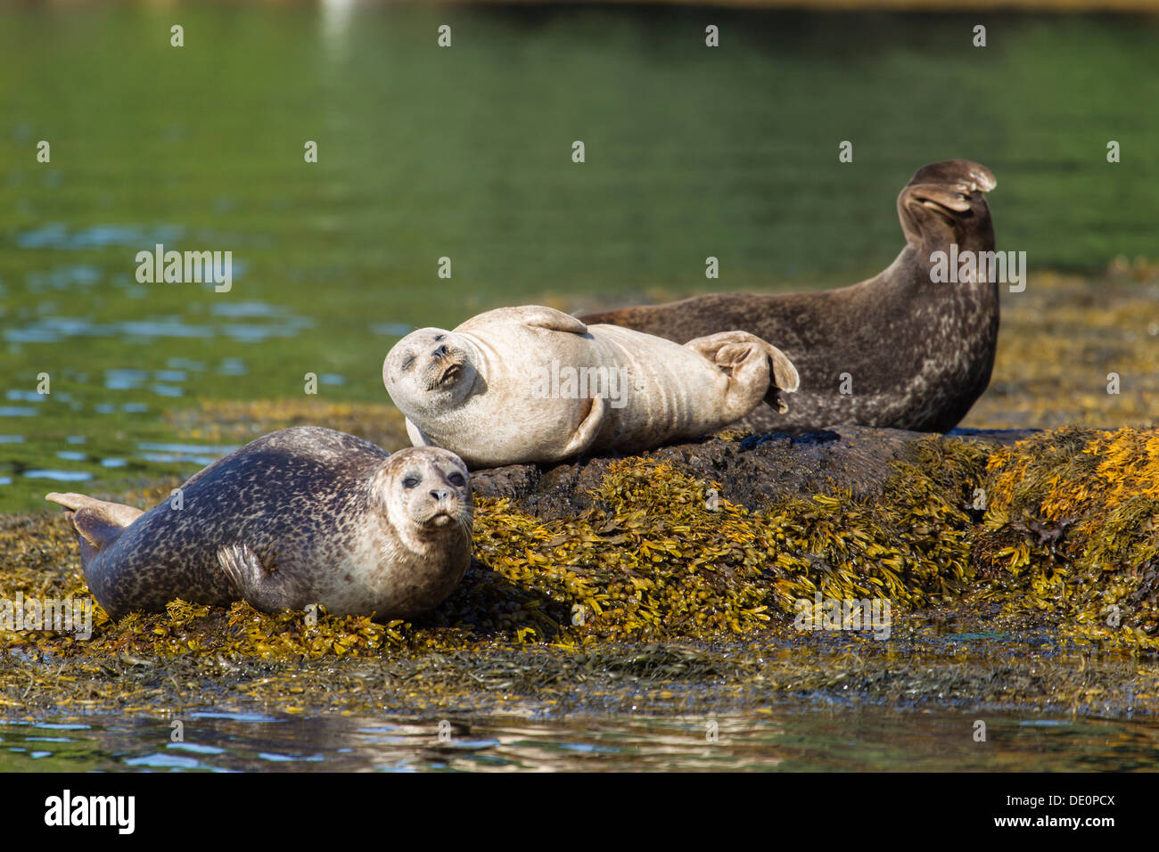 Grey seals (Halichoerus grypus), Bantry Bay, Cork, Ireland, Europe ...