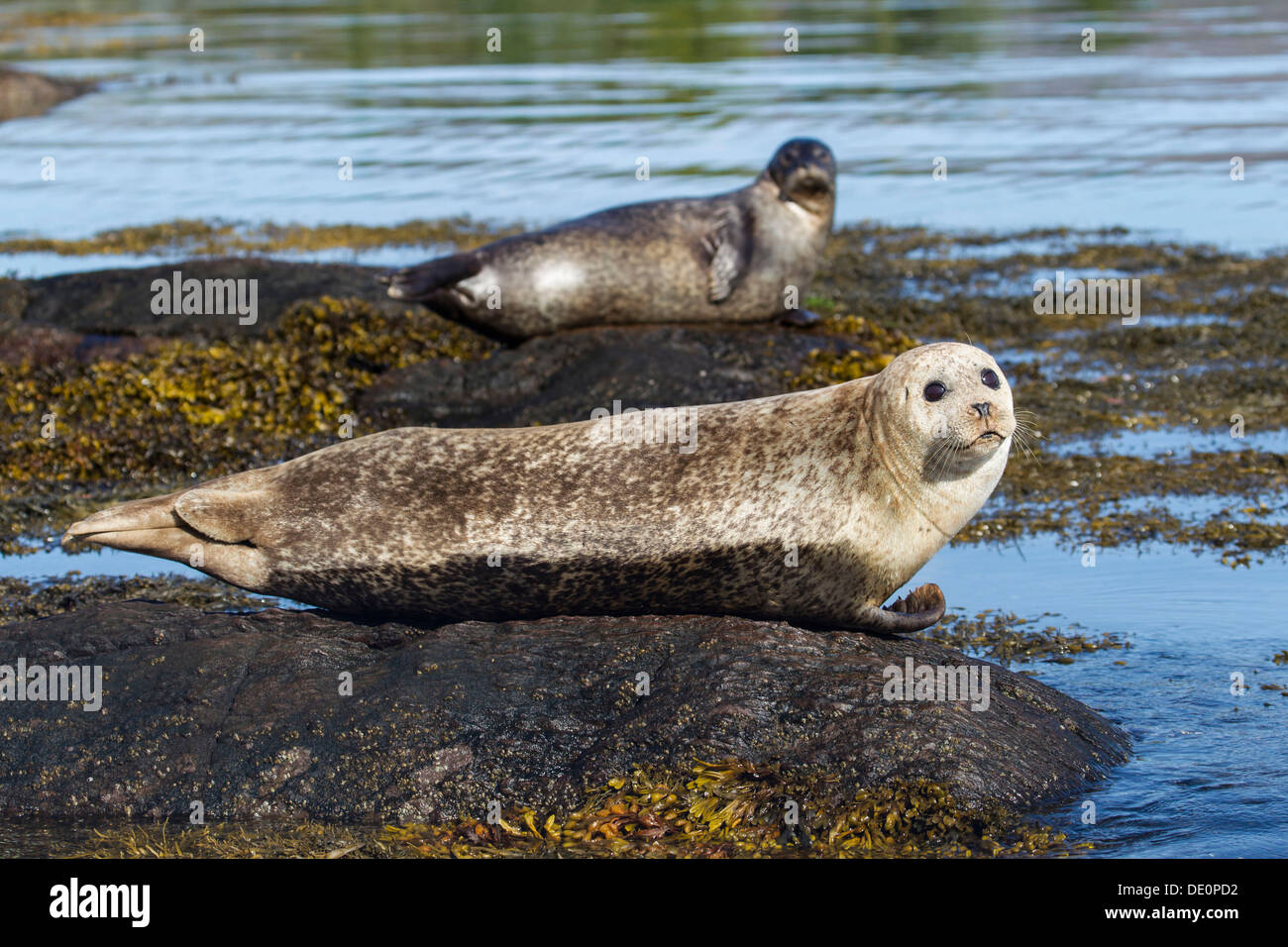 Grey seals (Halichoerus grypus), Bantry Bay, Cork, Ireland, Europe ...