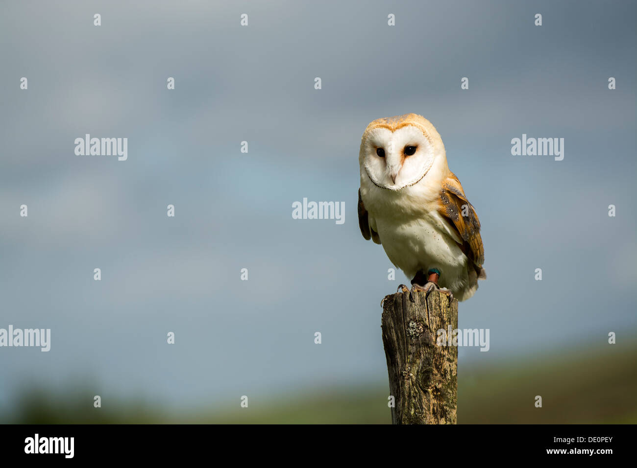 Barn owl on wooden fence post hi-res stock photography and images - Alamy