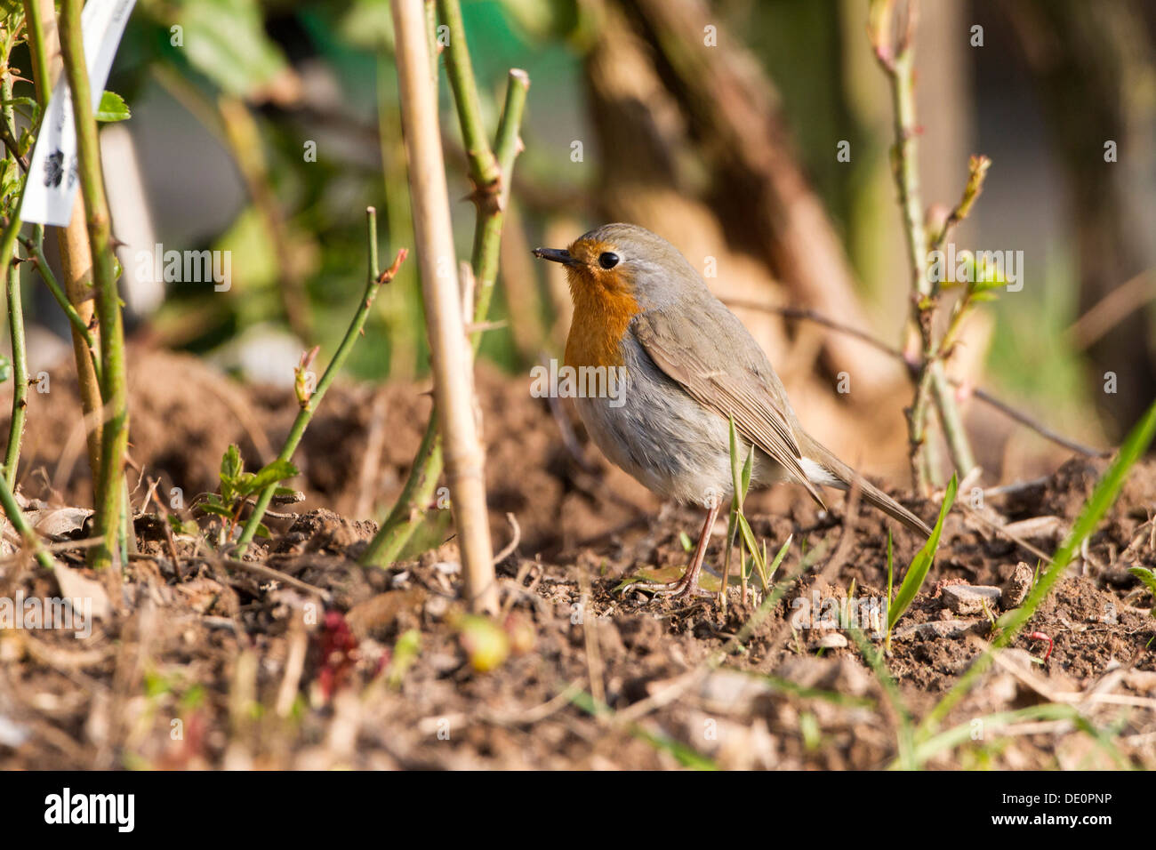 Robin (Erithacus rubecula), on the ground Stock Photo - Alamy