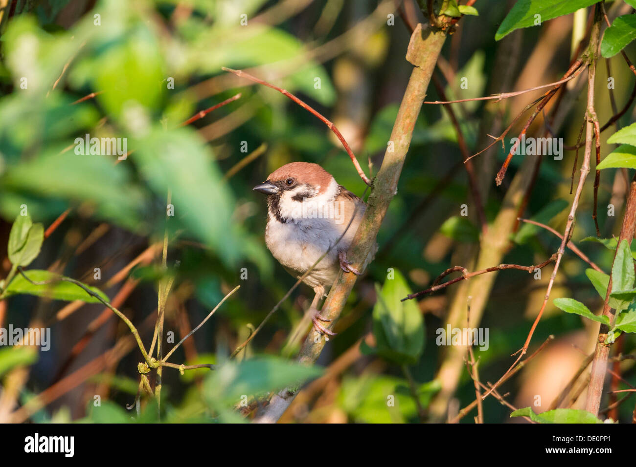 Tree Sparrow (Passer montanus Stock Photo - Alamy