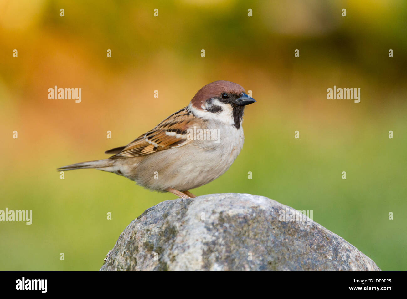 Tree Sparrow (Passer montanus Stock Photo - Alamy