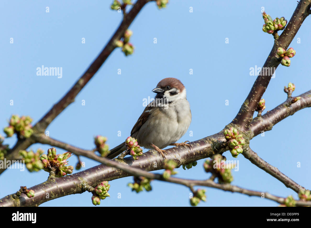 Tree Sparrow (Passer montanus Stock Photo - Alamy
