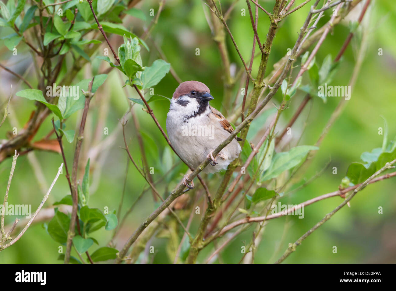 Tree Sparrow (Passer montanus Stock Photo - Alamy