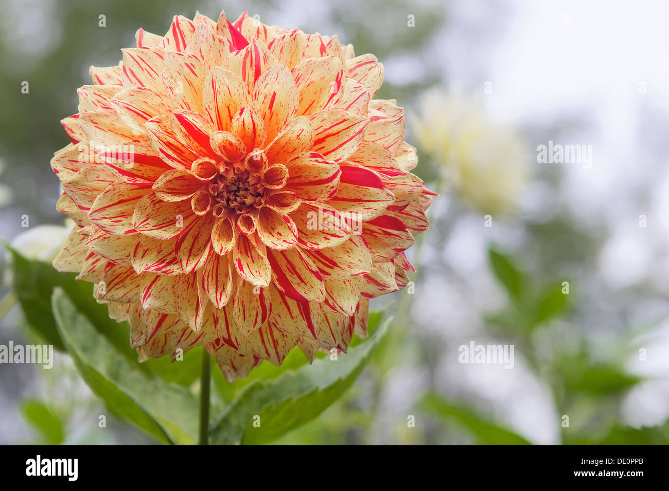 Double flower dahlia hi-res stock photography and images - Alamy