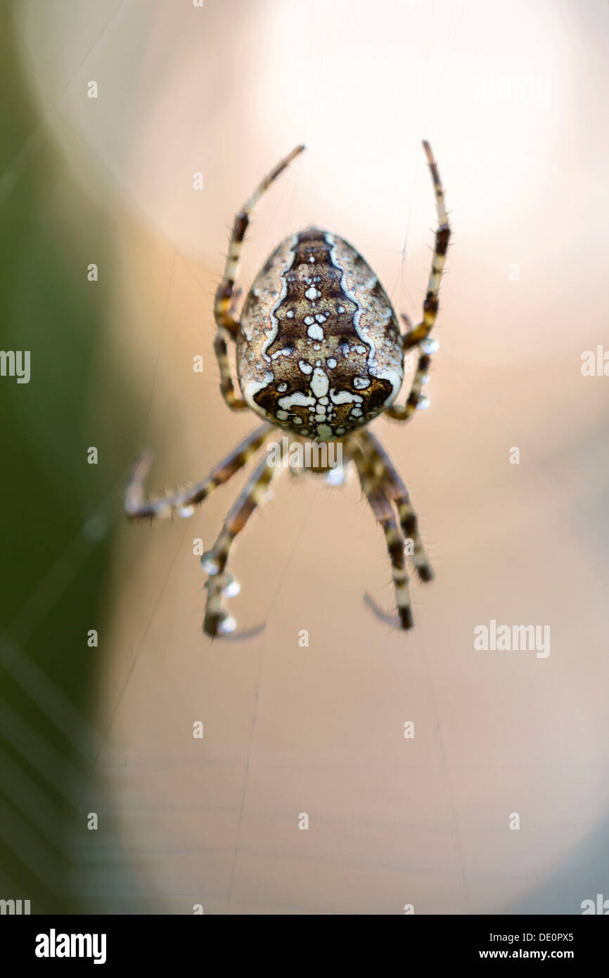 Common orb-weaving spider (Araneus sp.) on its web, Konstanz, Baden ...