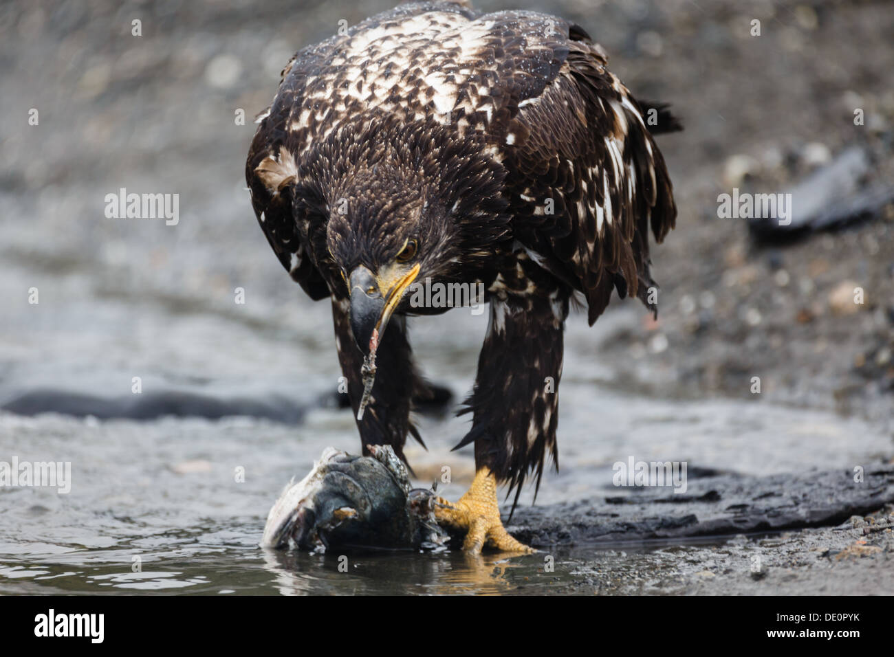 Immature bald eagle flying hi-res stock photography and images - Alamy