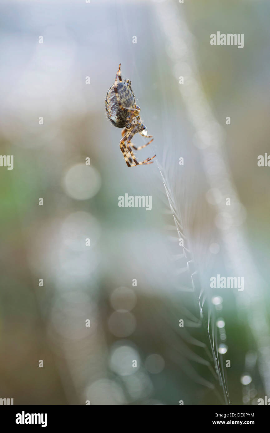 Common orb-web spider (Araneus sp.) on its web, Konstanz, Baden ...