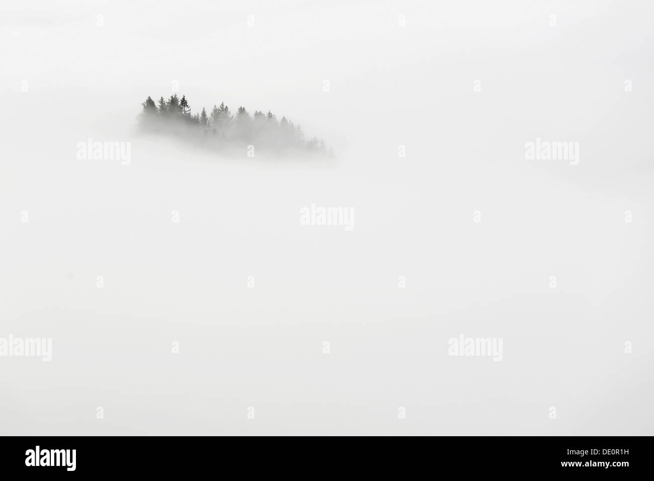 Forest curtain hi-res stock photography and images - Alamy