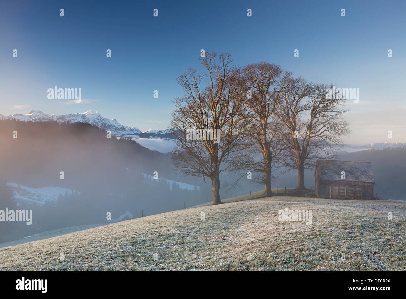 Group of trees and a hut with high fog in front of the Alpstein ...