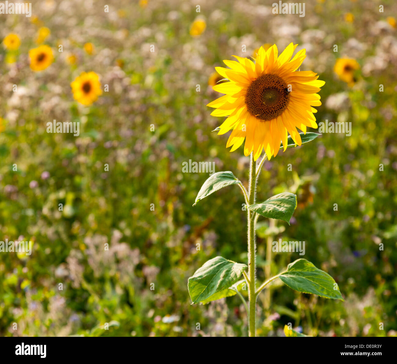 Edge of a field hi-res stock photography and images - Alamy