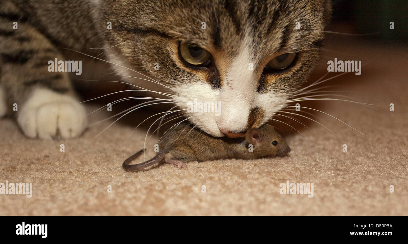 Cat catching hi-res stock photography and images - Alamy