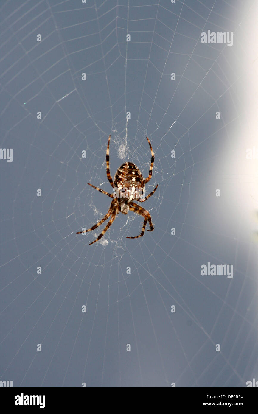 European garden spider, diadem spider, cross spider or cross orbweaver ...