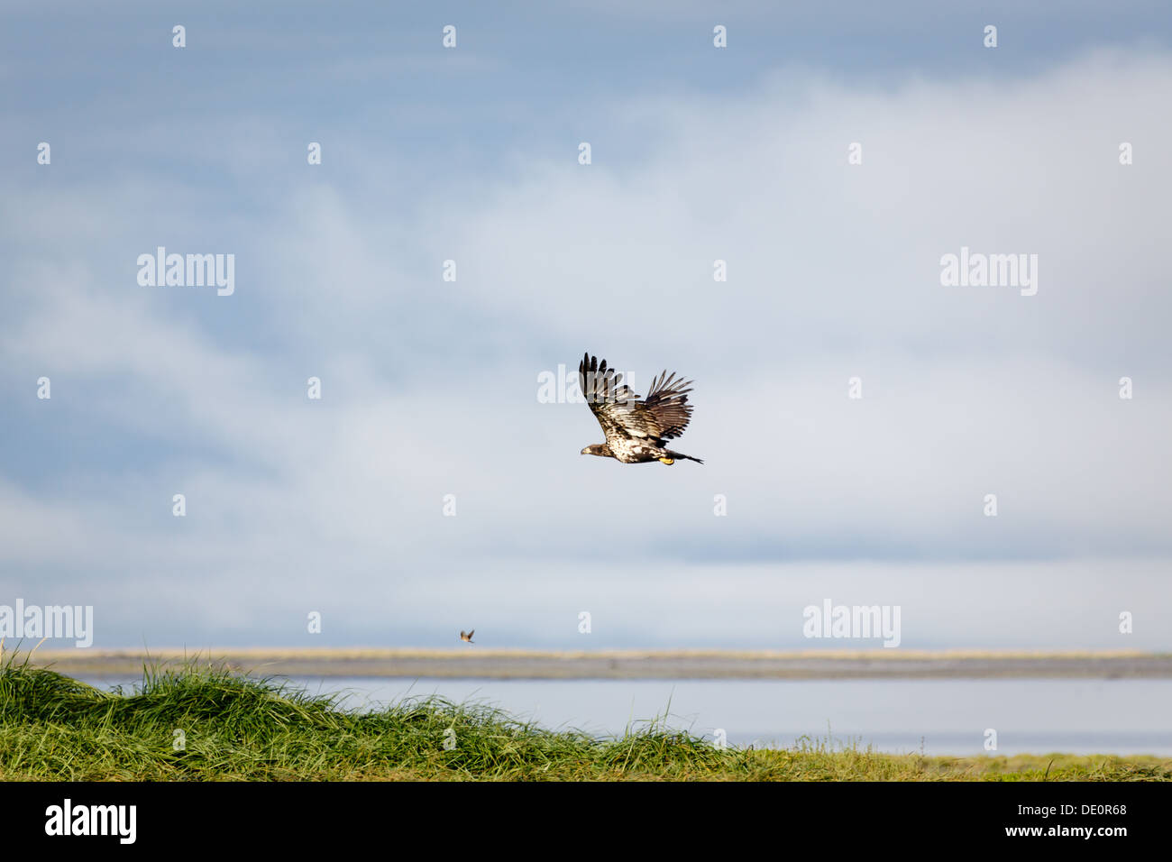 Immature bald eagle in flight over salt marsh and beach Stock Photo - Alamy