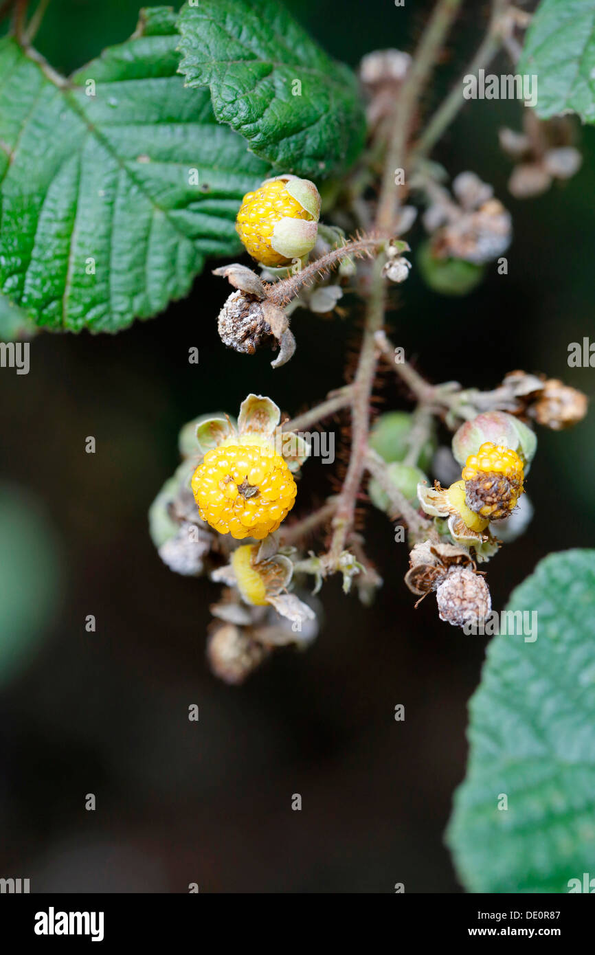 Yellow Himalayan raspberry (Rubus ellipticus), invasive species, Big ...