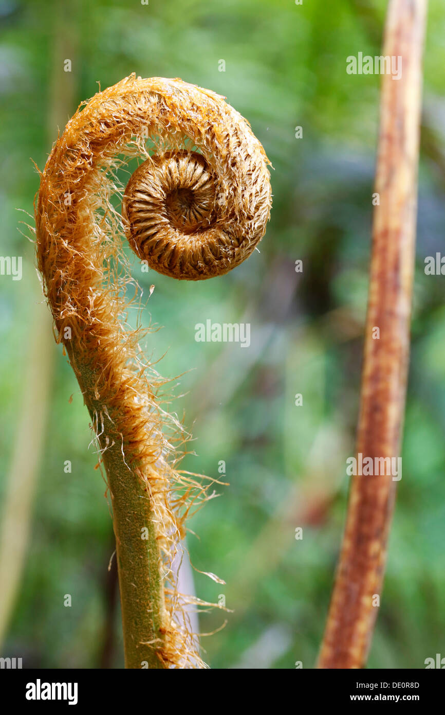 Cibotium hi-res stock photography and images - Alamy