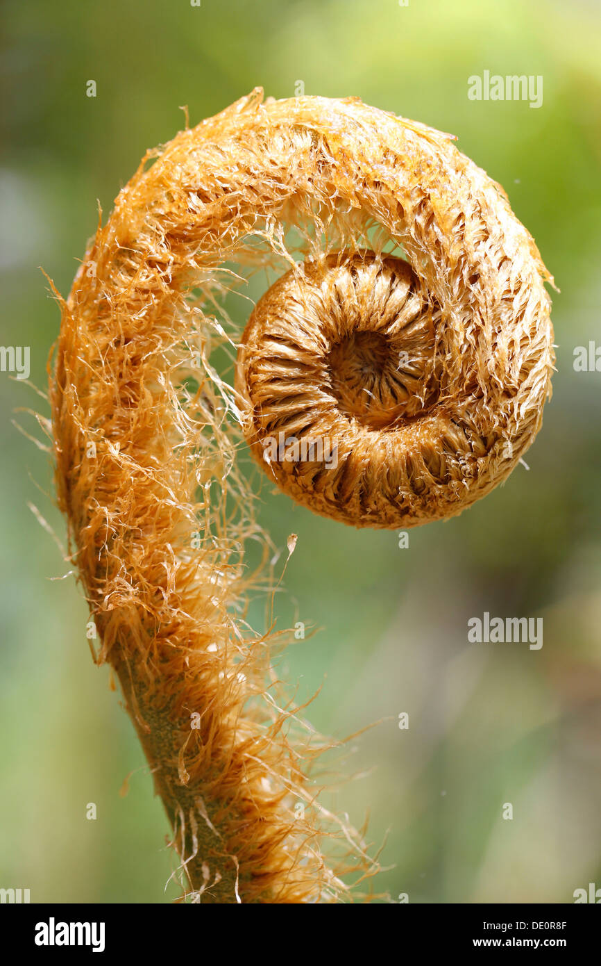Hapu'u pulu fern (Cibotium glaucum), a fern frond unfurling, Kilauea ...