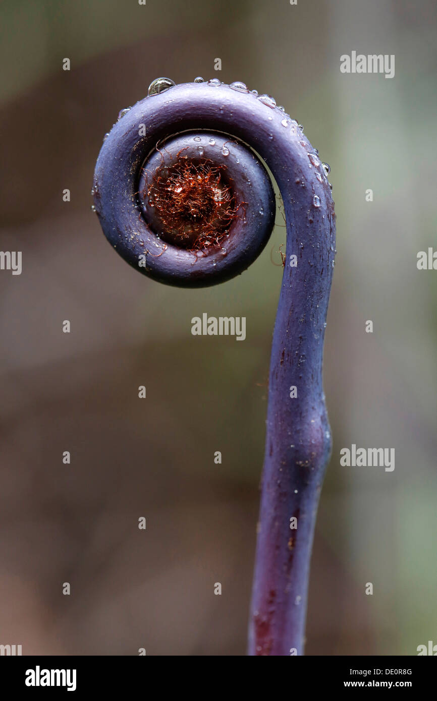 Old world forked fern hi-res stock photography and images - Alamy