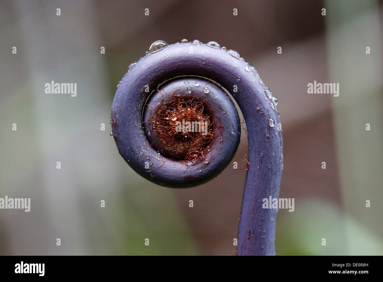 Old world forked fern hi-res stock photography and images - Alamy