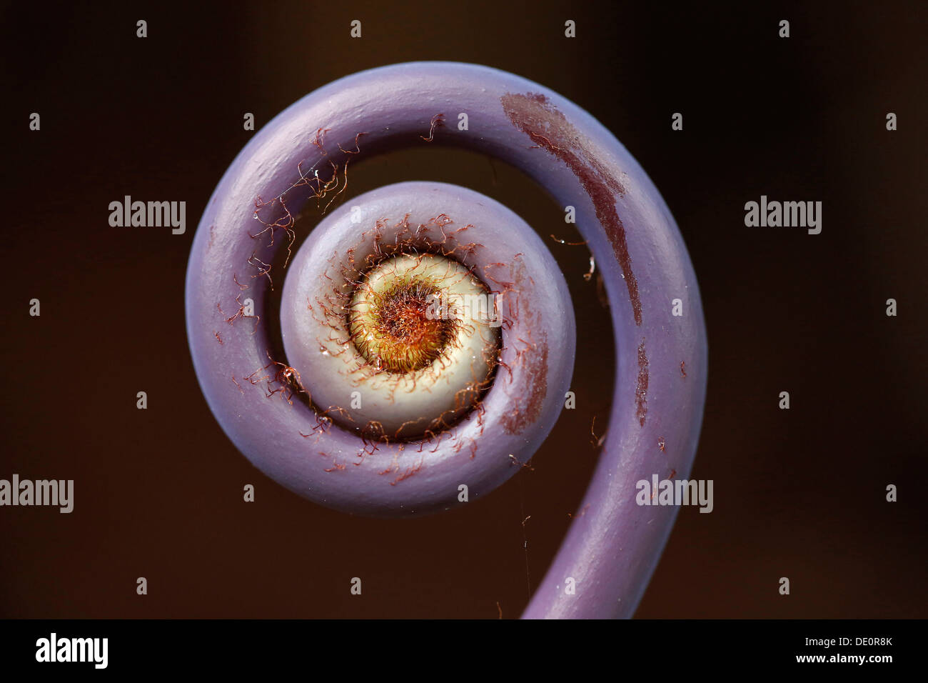 Old world forked fern (Dicranopteris linearis), a fern frond unfurling ...